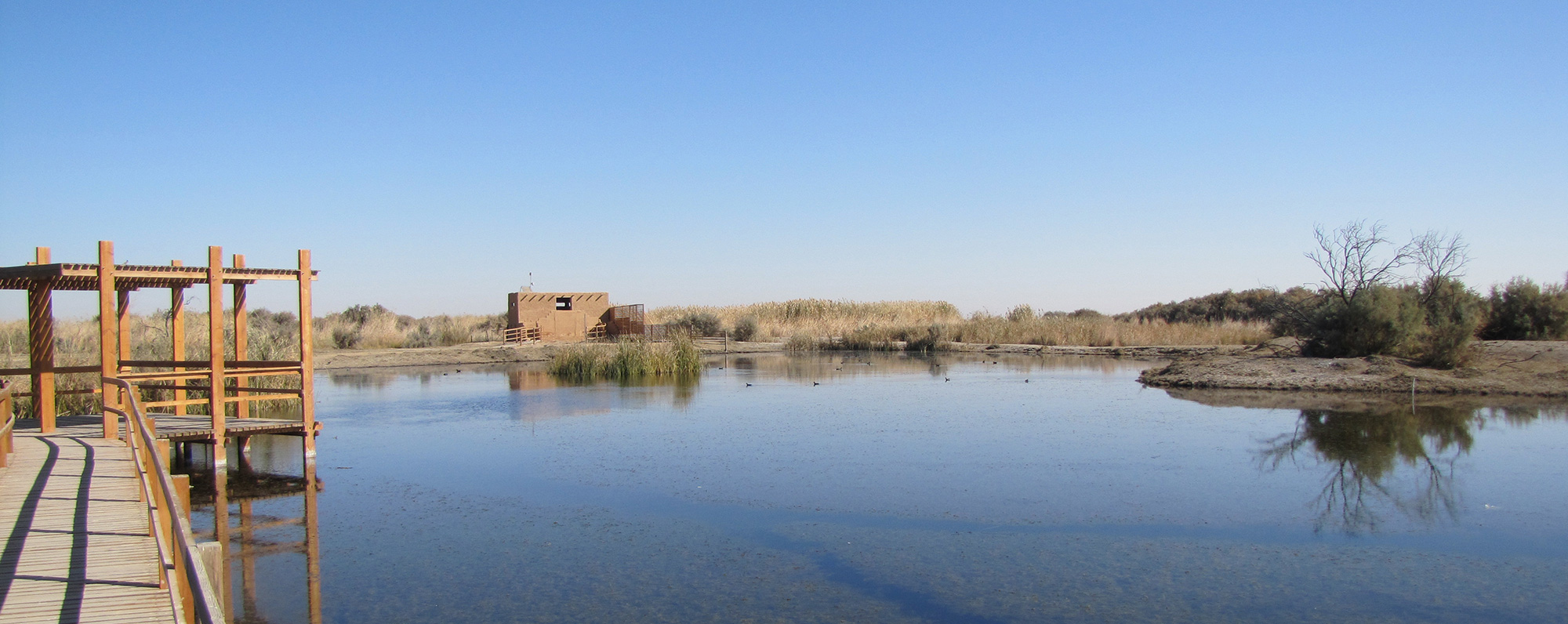 Al Azraq Reserve | Tania Tours